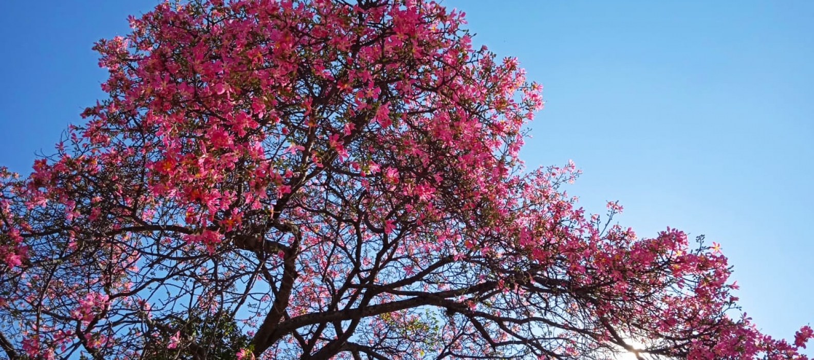 Bolivian biodiversity Archives - Ruta Verde Tours