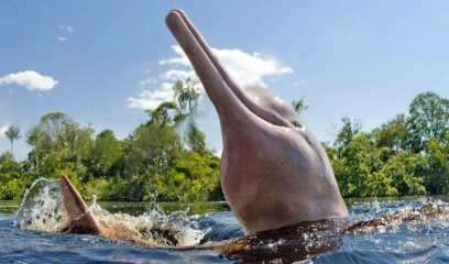 Amazon pink river dolphin tour - Ruta Verde Tours