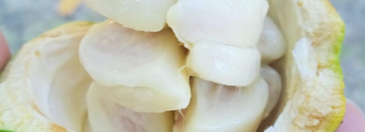 Amazonian Bolivian wild chocolate - Ruta Verde Tours