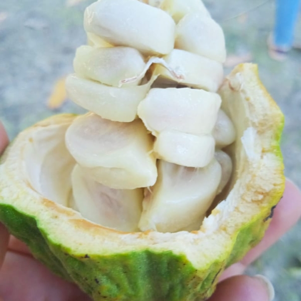 Amazonian Bolivian wild chocolate - Ruta Verde Tours