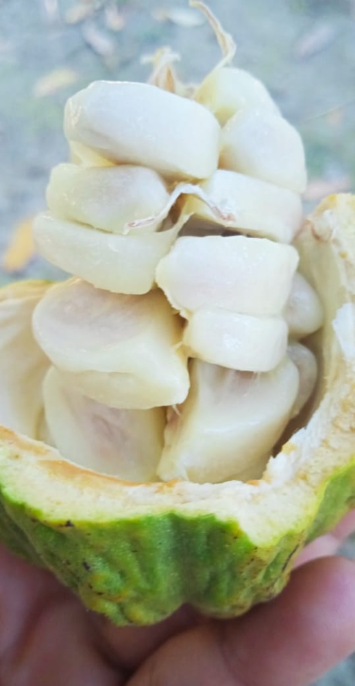 Amazonian Bolivian wild chocolate - Ruta Verde Tours