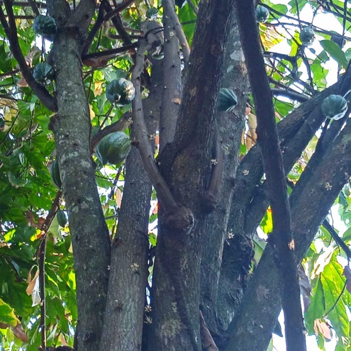 Amazonian Bolivian wild chocolate - Ruta Verde Tours