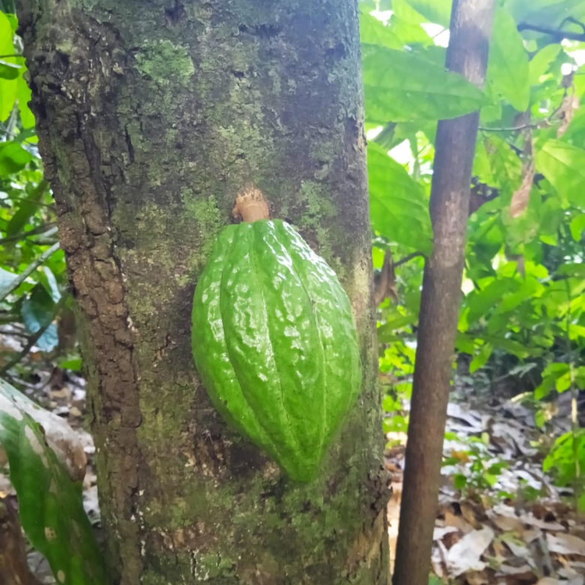 Amazonian Bolivian wild chocolate - Ruta Verde Tours