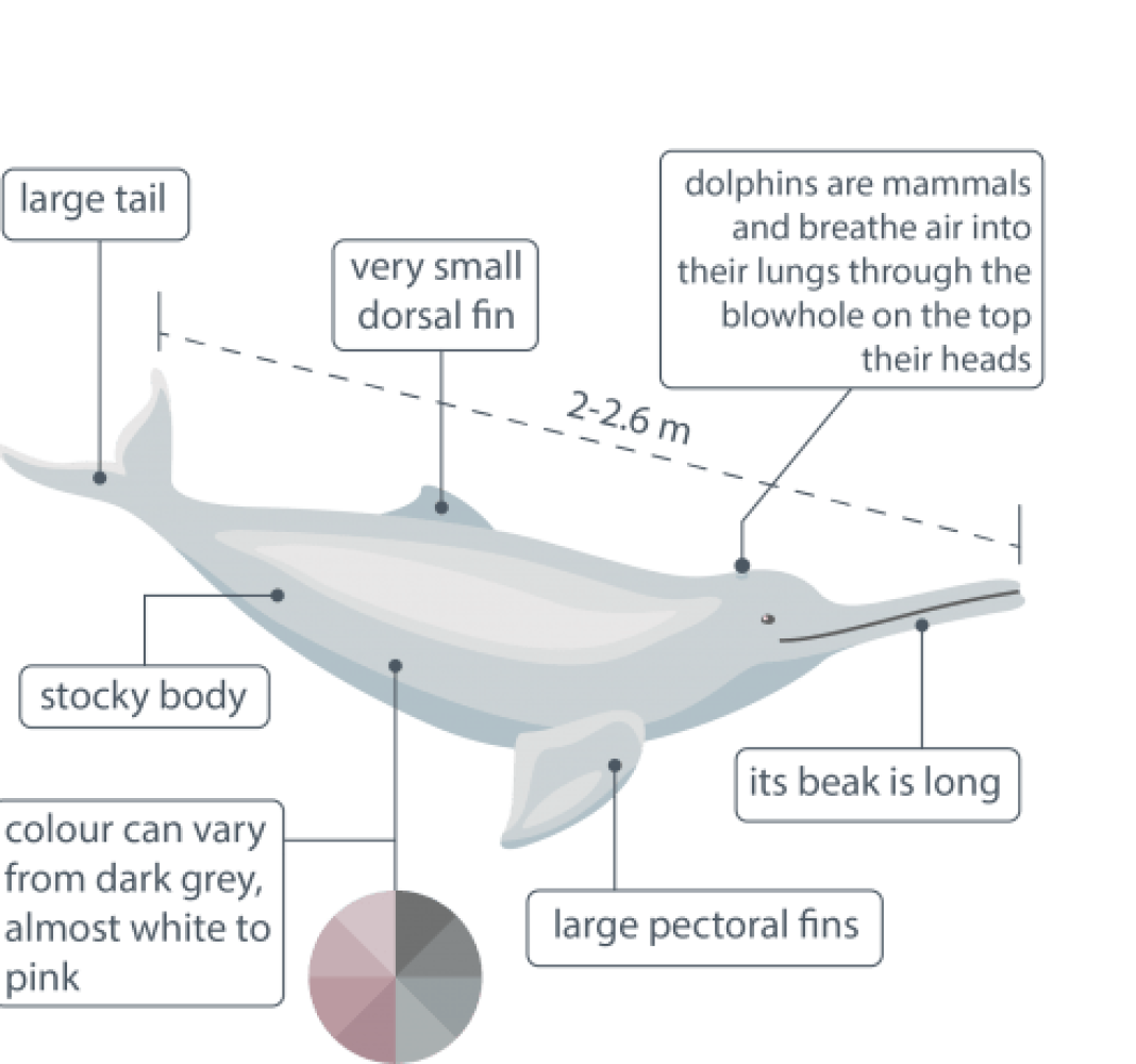 Bolivian Amazon pink river dolphin - Ruta Verde Tours