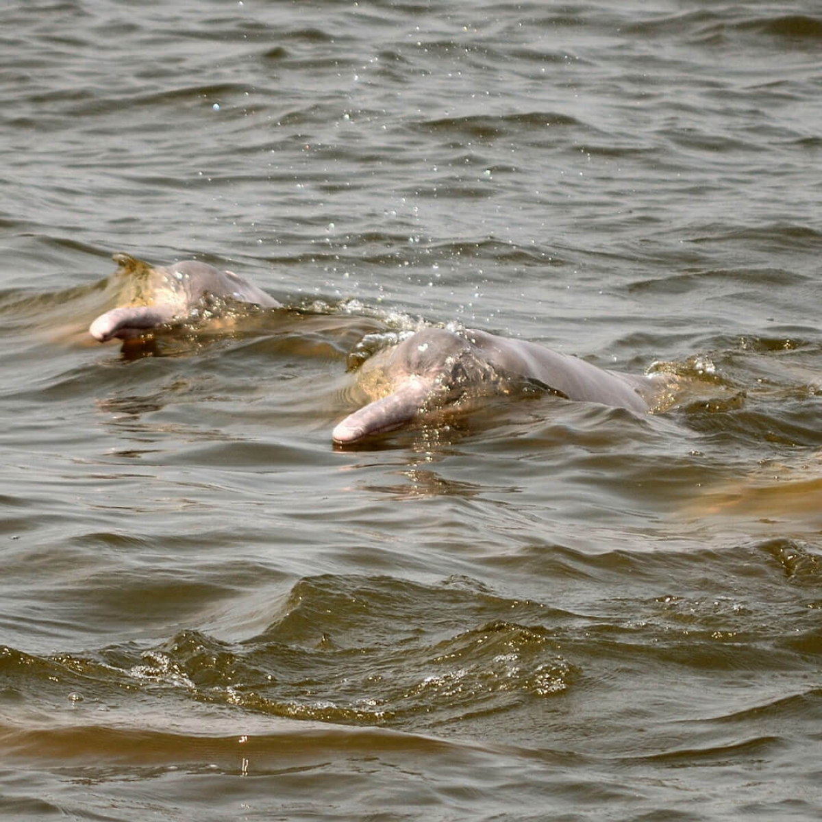 Bolivian Amazon pink river dolphin - Ruta Verde Tours