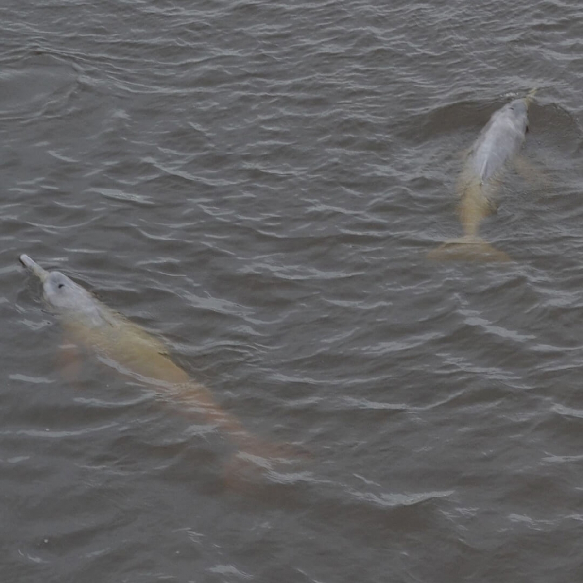 Bolivian Amazon pink river dolphin - Ruta Verde Tours