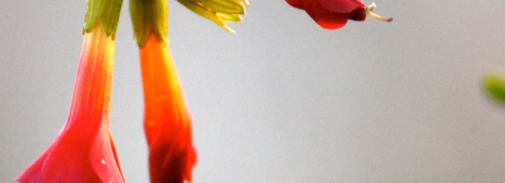 Bolivia's national flowers: Patujú and Kantuta - Ruta Verde Tours