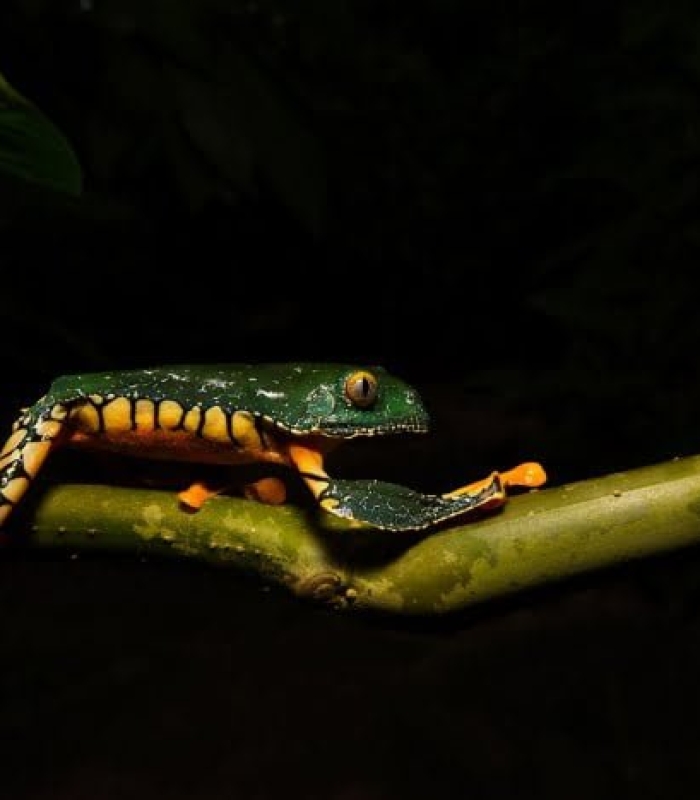 Madidi Jungle Ecolodge tour - Ruta Verde Tours