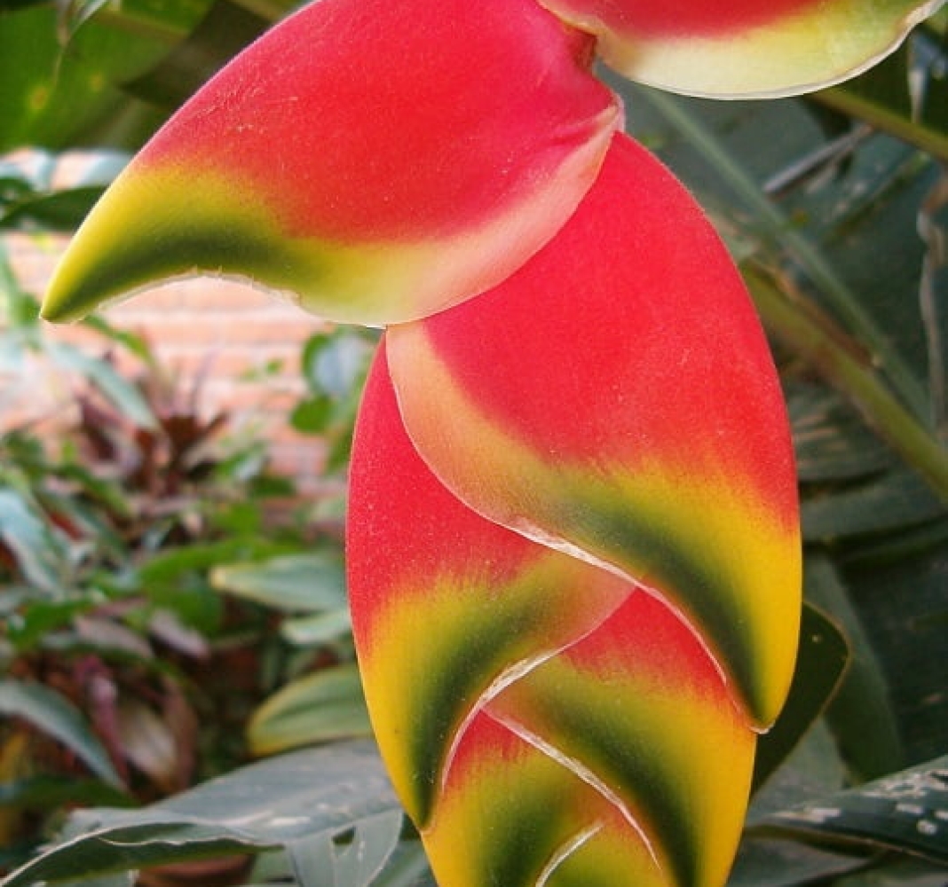 Bolivia's national flowers: Patujú and Kantuta - Ruta Verde Tours