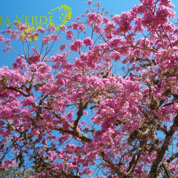 The tajibo tree and its legend - Ruta Verde Tours