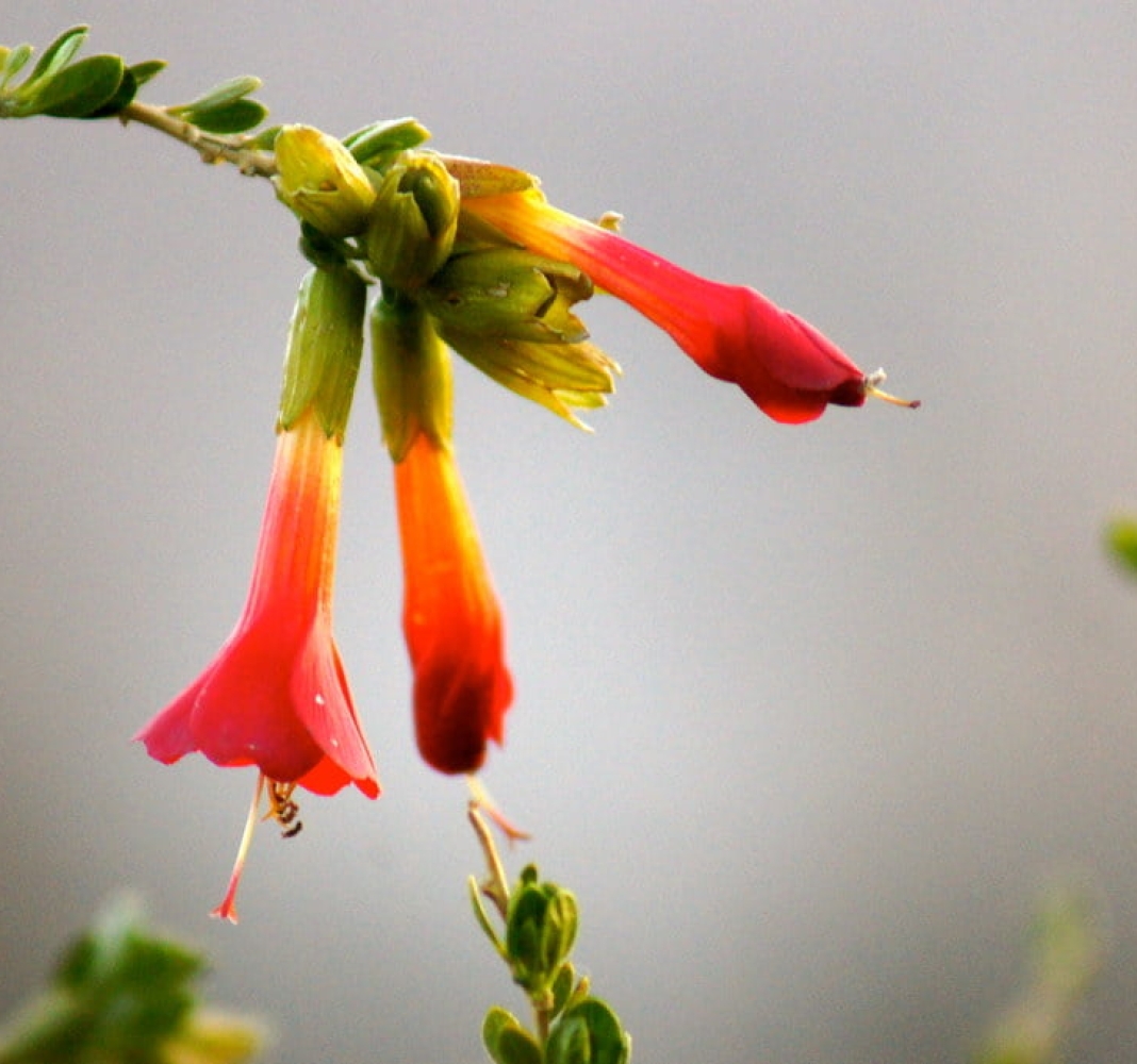 Bolivia's national flowers: Patujú and Kantuta - Ruta Verde Tours