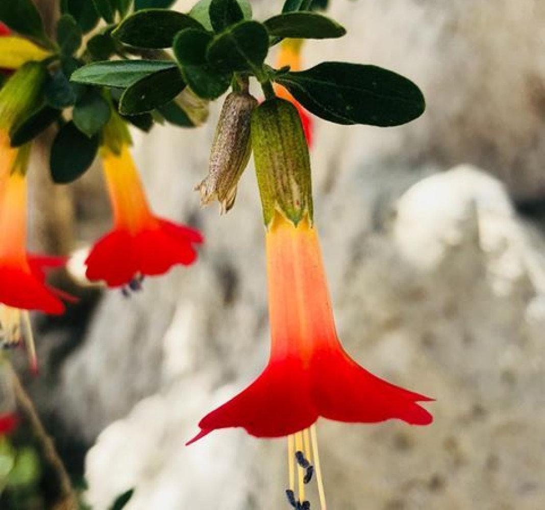 Bolivia's national flowers: Patujú and Kantuta - Ruta Verde Tours