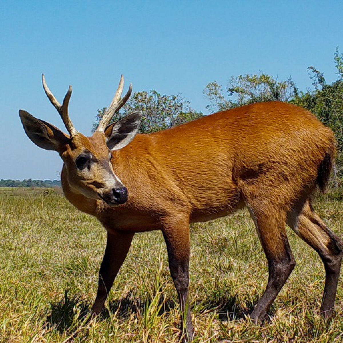 Blue-Throated Macaw lodge - Ruta Verde Tours