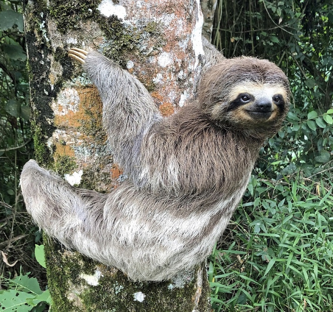 Sloths and where to find them in Bolivia - Ruta Verde Tours