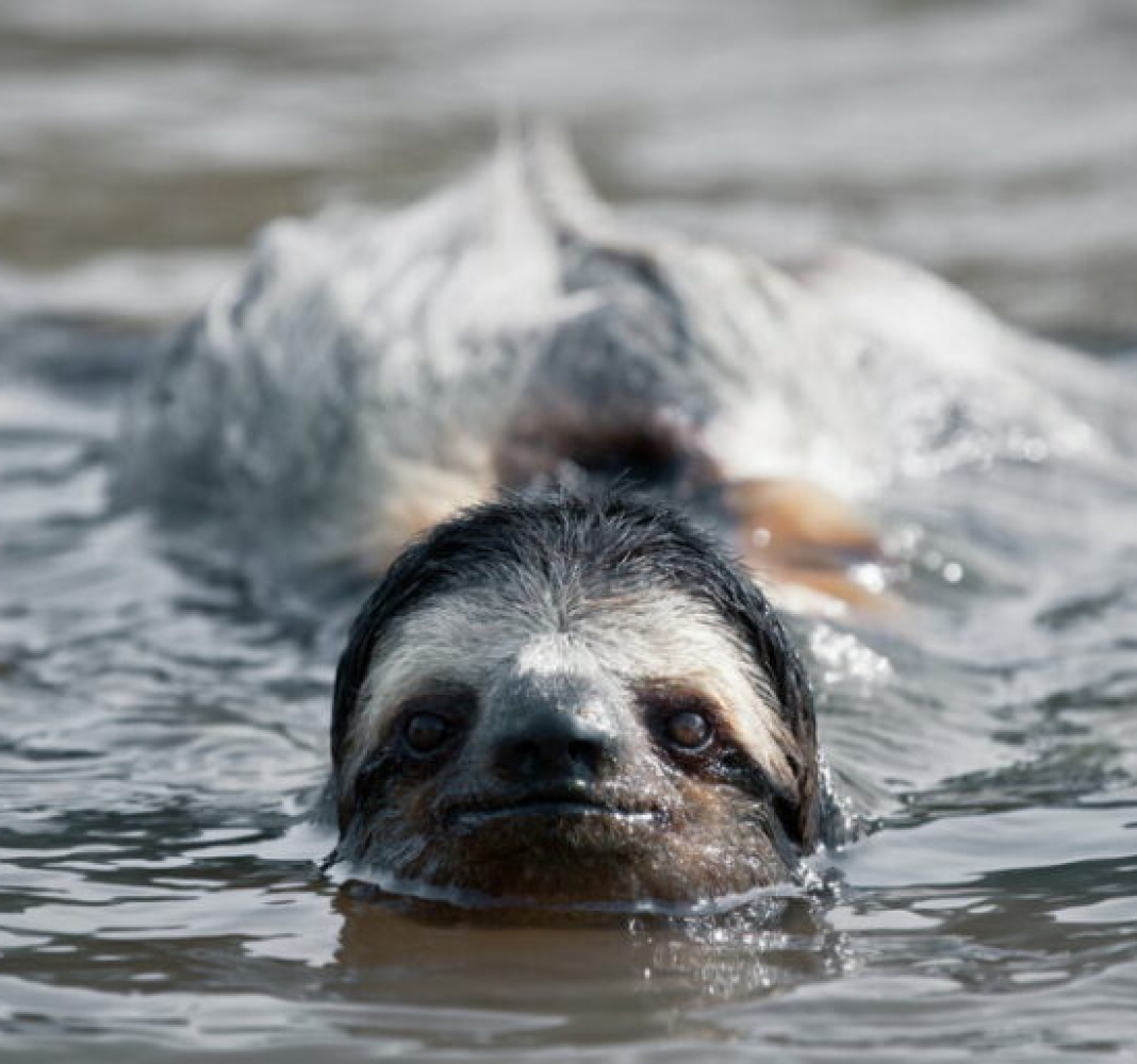 Sloths and where to find them in Bolivia - Ruta Verde Tours