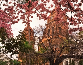 The tajibo tree and its legend - Ruta Verde Tours