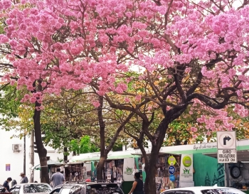 The tajibo tree and its legend - Ruta Verde Tours