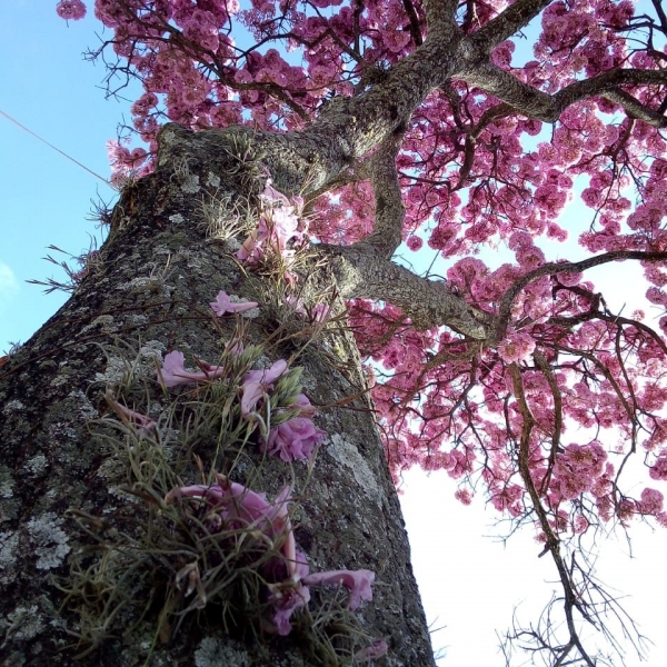 The tajibo tree and its legend - Ruta Verde Tours