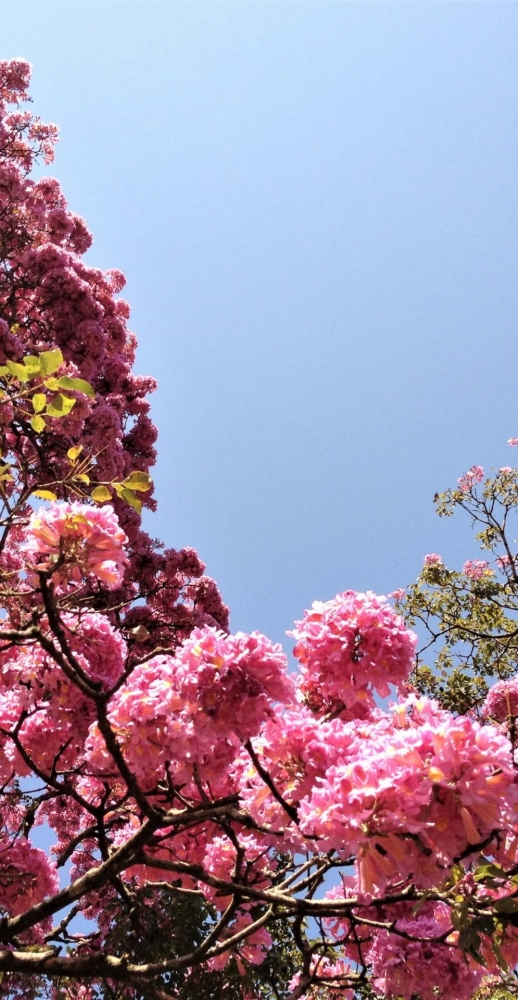 The tajibo tree and its legend - Ruta Verde Tours