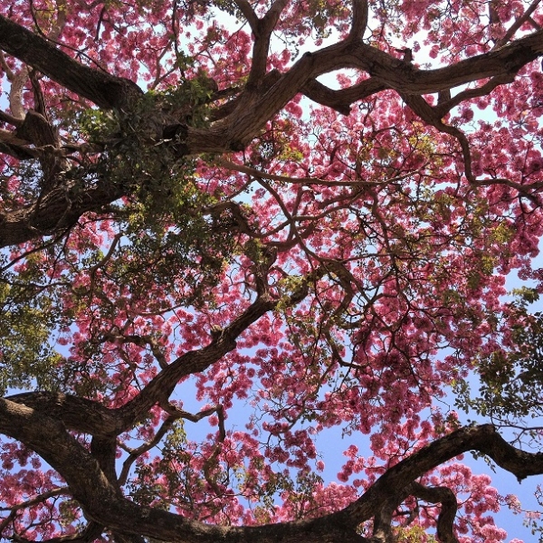 The tajibo tree and its legend - Ruta Verde Tours