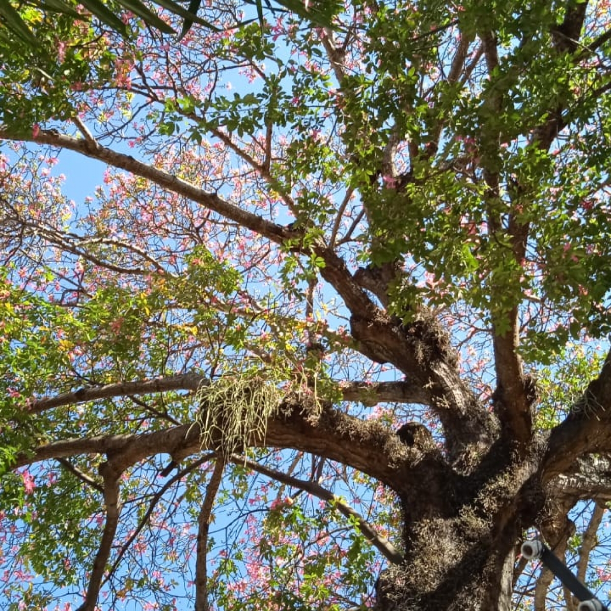 The toborochi tree and the Guaraní legend - Ruta Verde Tours