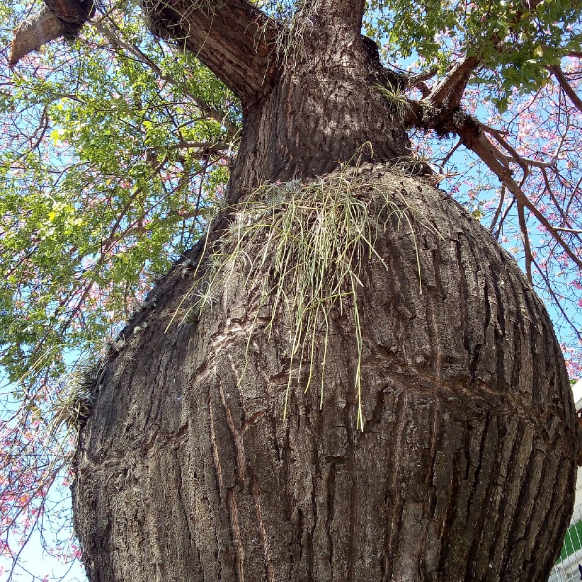 The toborochi tree and the Guaraní legend - Ruta Verde Tours
